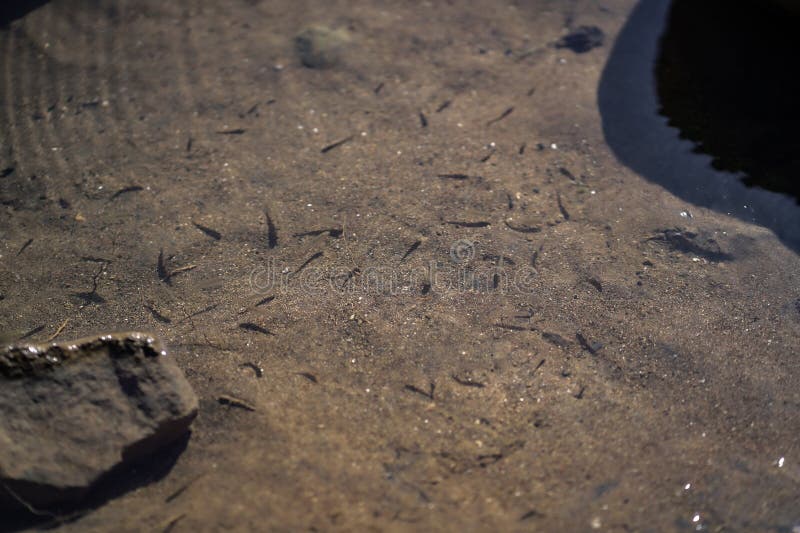 Small Little Fish in the River Stock Photo - Image of float, fresh ...