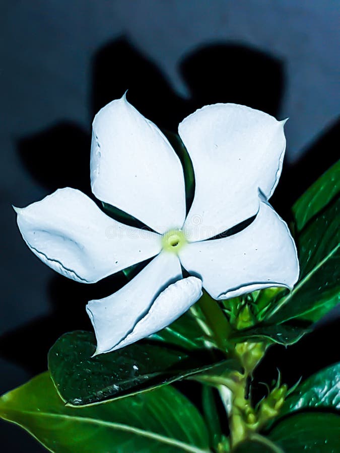 A Small Little White Flower with Its Shadow and Leaves Stock Image ...