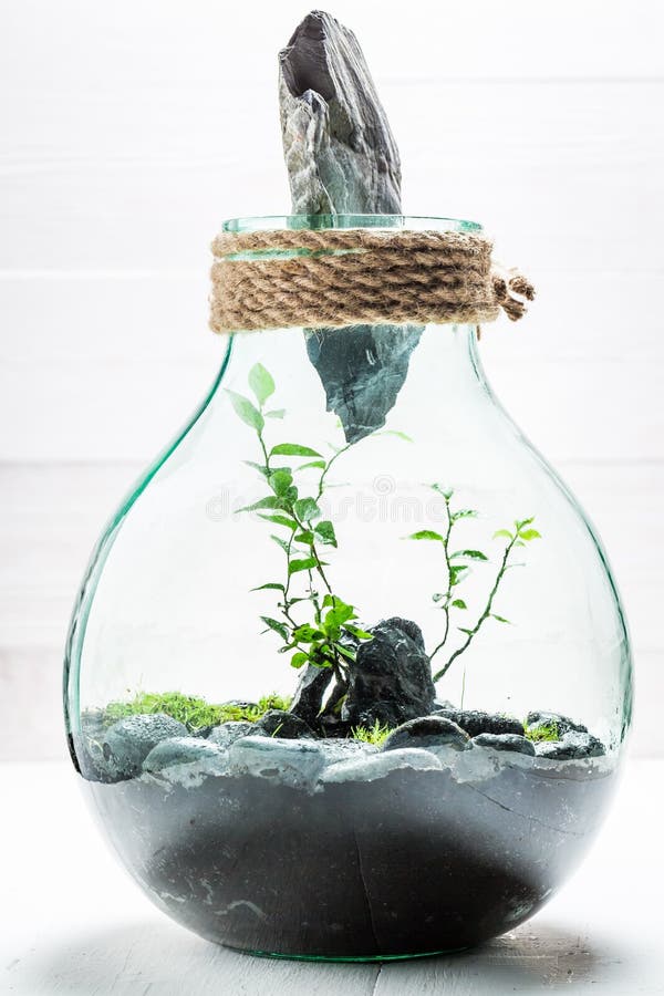 Small live plants in a jar stock photo. Image of forest - 92753370