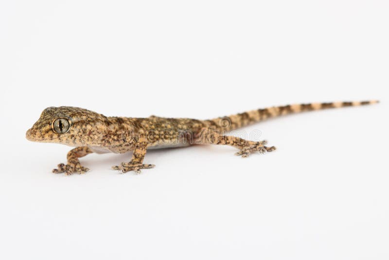 Small Lizard with Horizontal and Vertical Stripes Stock Image - Image ...
