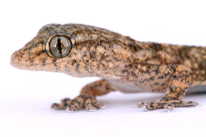 Small Lizard with Horizontal and Vertical Stripes Stock Image - Image ...