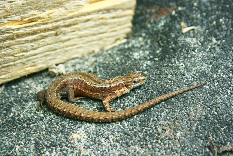 Small lizard stock image. Image of brown, reptile, creepy - 11068775