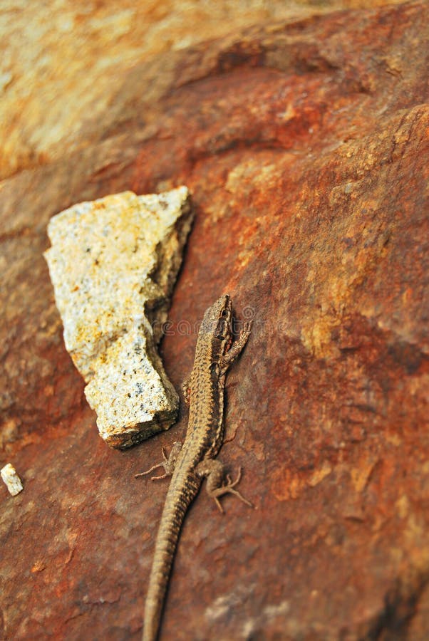 Small Lizard with Horizontal and Vertical Stripes Stock Image - Image ...