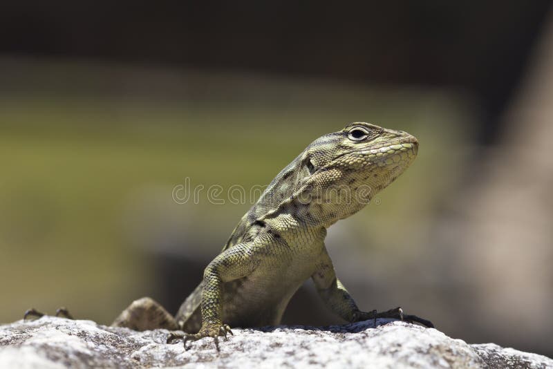 A small lizard stock photo. Image of scales, creature - 18946372