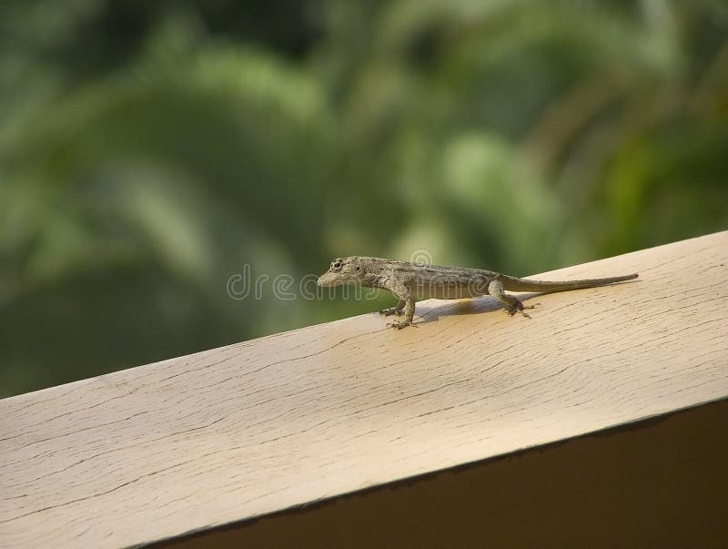 Small Lizard with Horizontal and Vertical Stripes Stock Image - Image ...