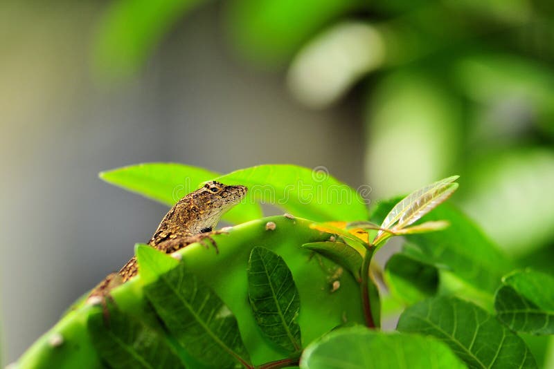 Small Lizard stock image. Image of lizard, portrait, eyes - 24051041