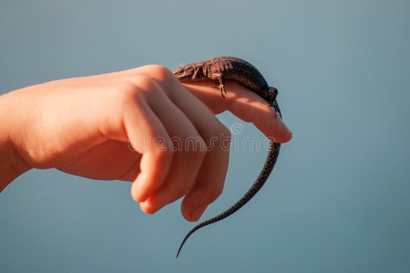 Small lizard on the arm stock photo. Image of palm, nature - 284828006