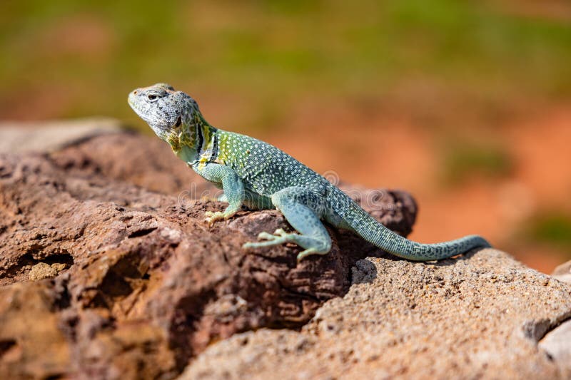 A Small Lizard on Top of Some Rocks in the Sun Stock Photo - Image of ...