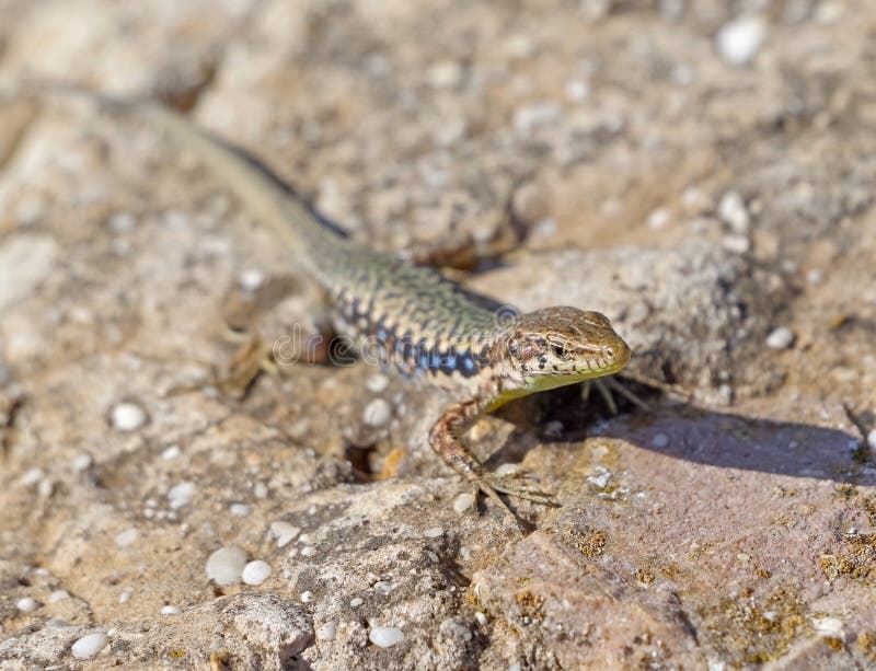 Lizard basking in the sun stock image. Image of detail - 200664459