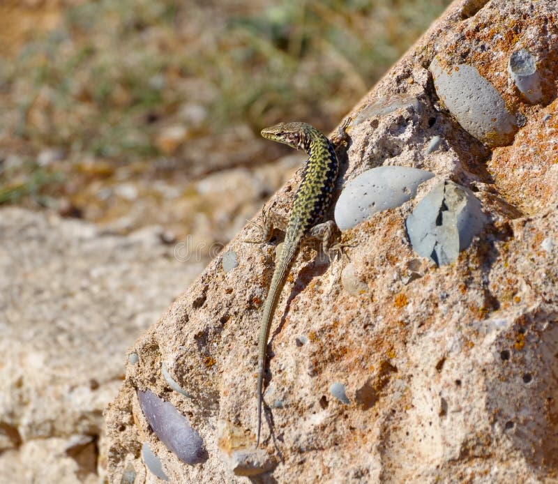 Lizard basking in the sun stock photo. Image of outdoor - 201108338