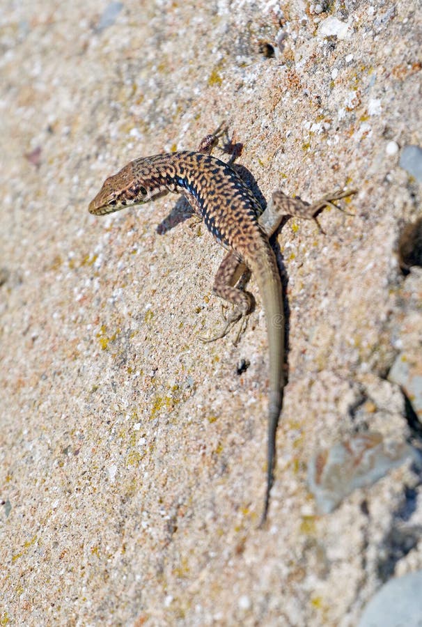 Lizard basking in the sun stock image. Image of funny - 200664441