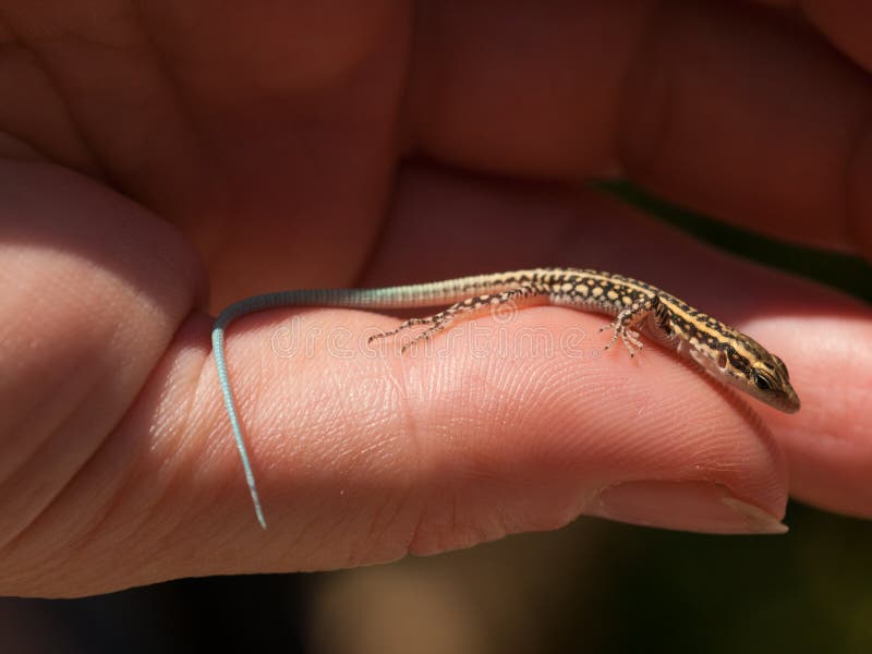 Small Lizard with Blue Tail Caught in Hand, Greece Stock Image - Image ...