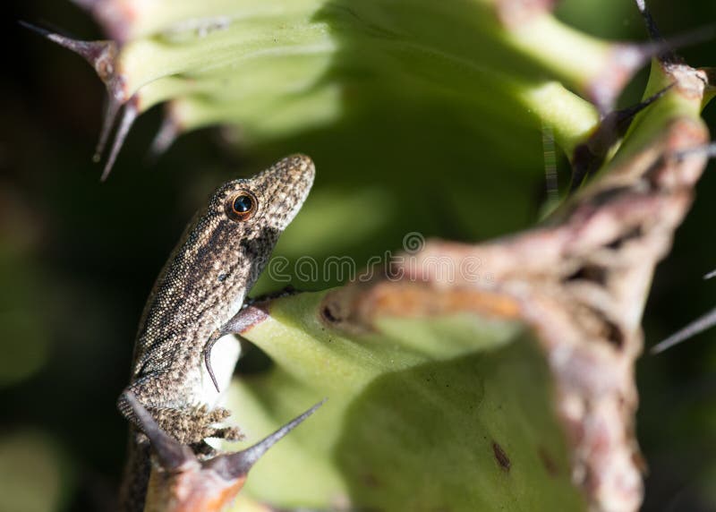 Small lizard on cactus stock image. Image of still, claws - 40926321