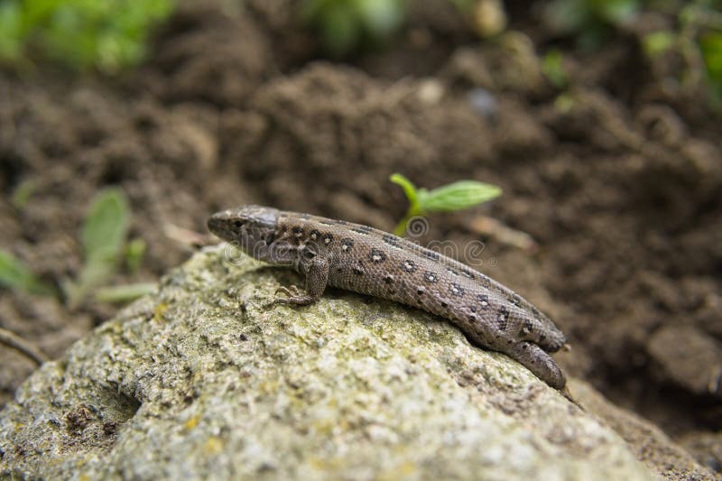 A Small Lizard Cadaver with a Discarded Tail Basking in the Sun in ...