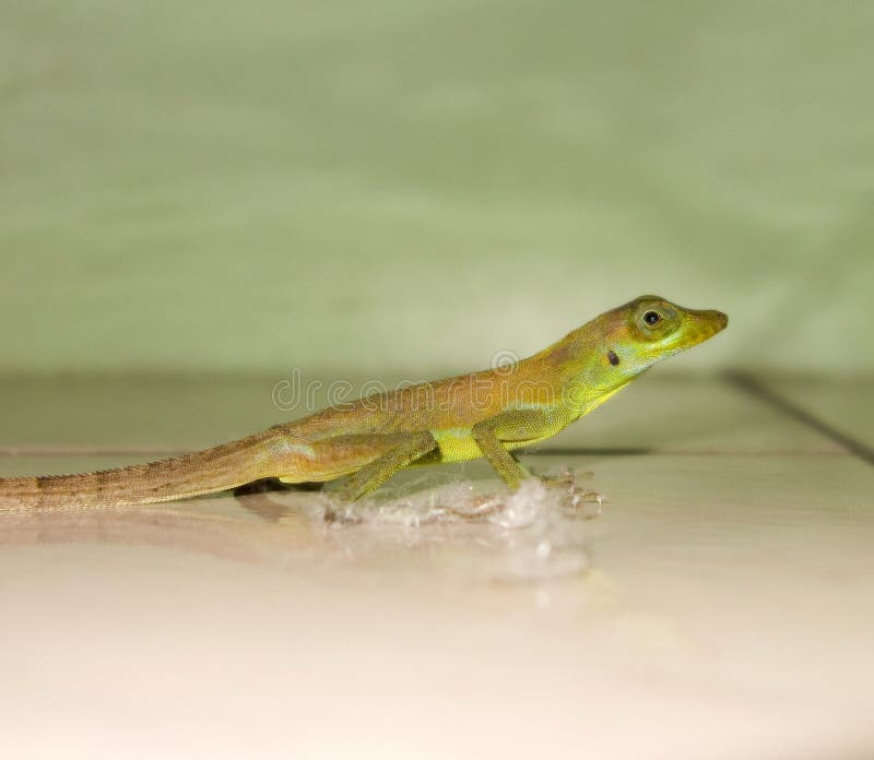 A Small Lizard in the Caribbean Stock Image - Image of cute, long: 45920653