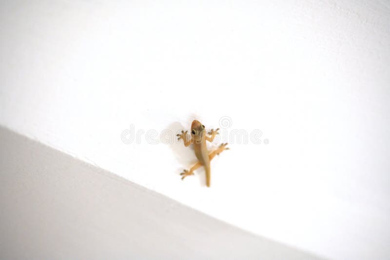 Small Lizard on the Ceiling Wall Stock Photo - Image of ceiling, white ...