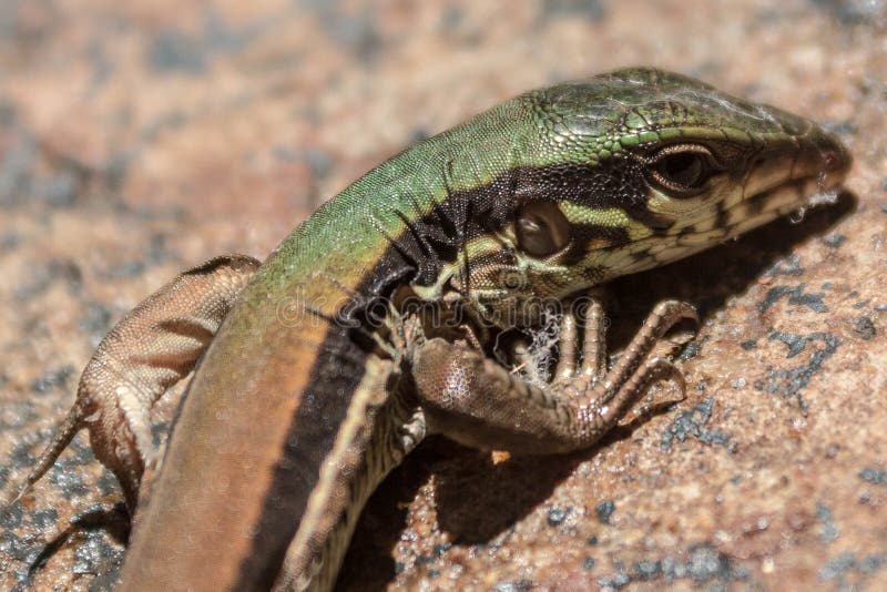 Small lizard closeup stock image. Image of lizard, head - 29461637