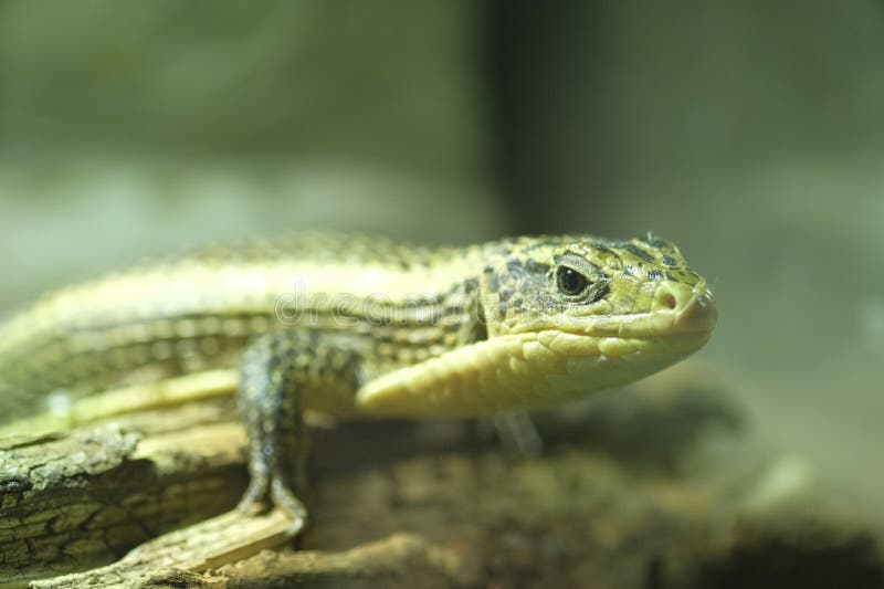 A Small Lizard is Comfortably Resting on a Rock, Gazing at the Camera ...