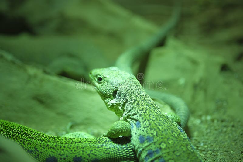 A Small Lizard is Comfortably Resting on a Rock, Gazing at the Camera ...