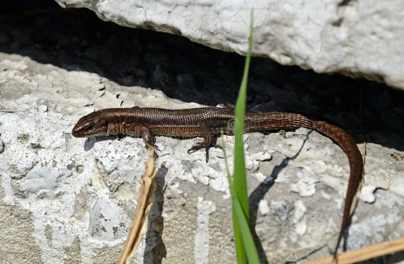 Small Lizard on Concrete Surface Heats in Spring Sun Stock Photo ...