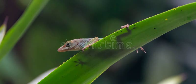 A Small Lizard Crawling through the Middle of a Plant on a Leaf Stock ...