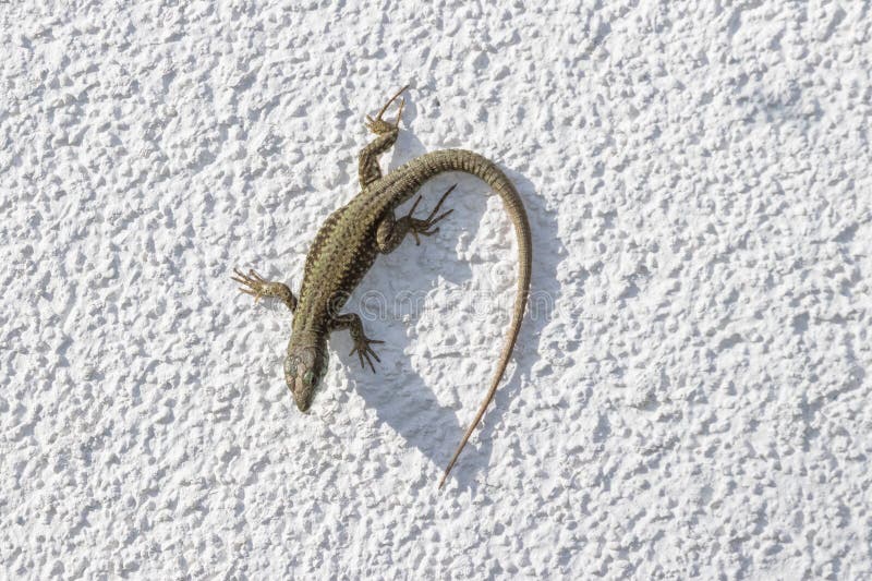 Small Lizard Crawling on a Textured White Wall in Sunlight Stock Photo ...