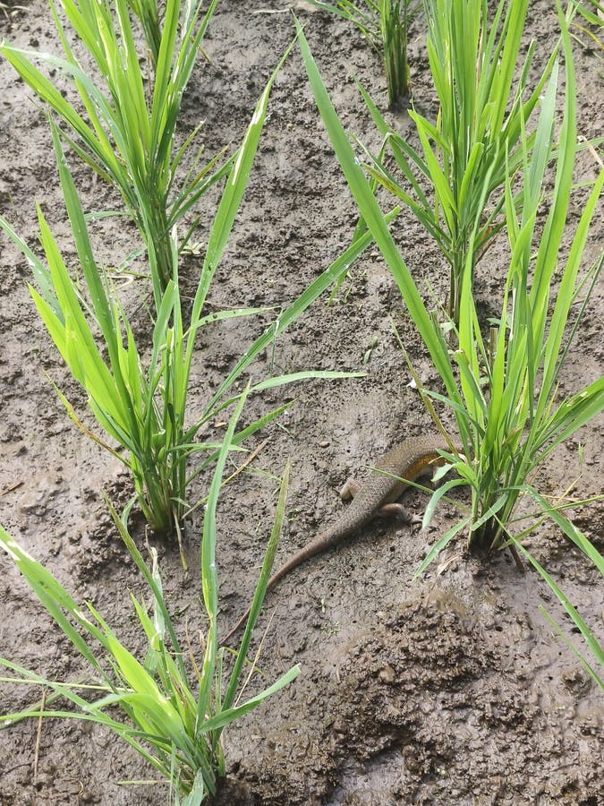 A Small Lizard Crossed the Dry Rice Plants Stock Image - Image of ...