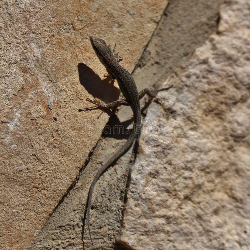 Small lizard stock image. Image of sweet, reptiles, italy - 56577627