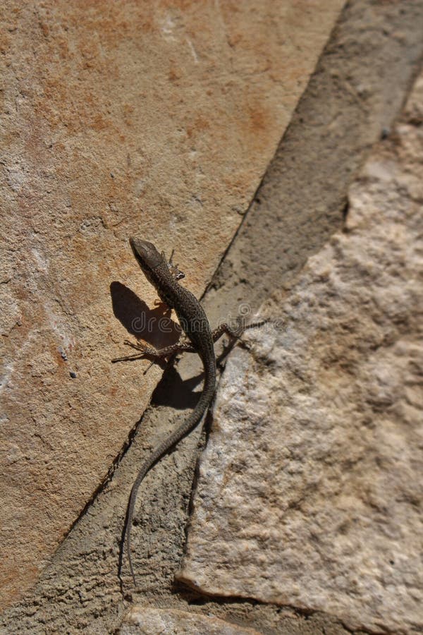 Small lizard stock image. Image of italy, lizard, fast - 56577677