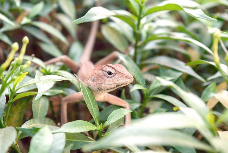A small lizard stock image. Image of wild, founded, gecko - 58872569