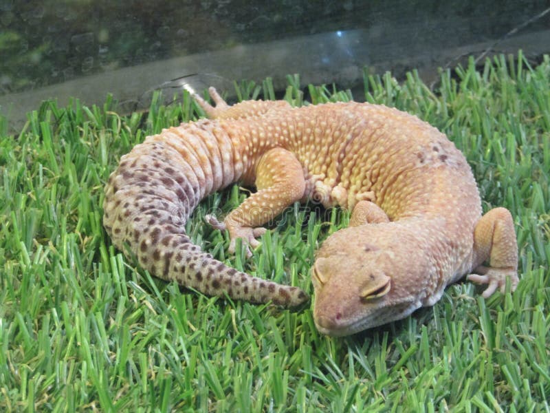 Lizard on the grass stock image. Image of mammal, curled - 253650353
