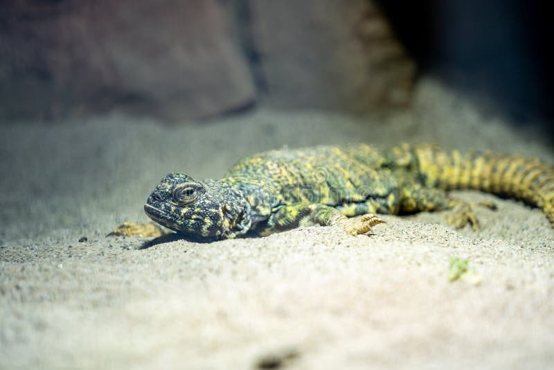 Little lizards stock photo. Image of tail, reptilia - 241363008