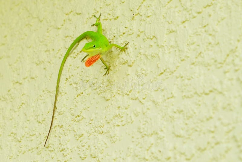 Small lizard stock photo. Image of florida, crawl, bricks - 95351722