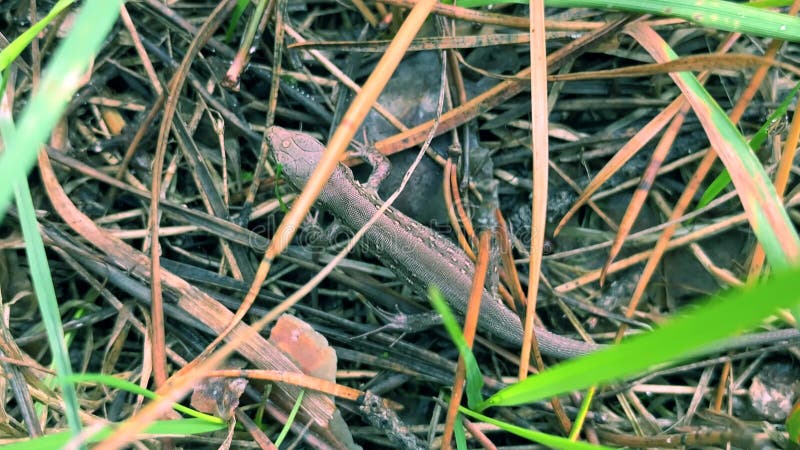 A Small Lizard on the Ground. Lizard in the Grass. Stock Footage ...