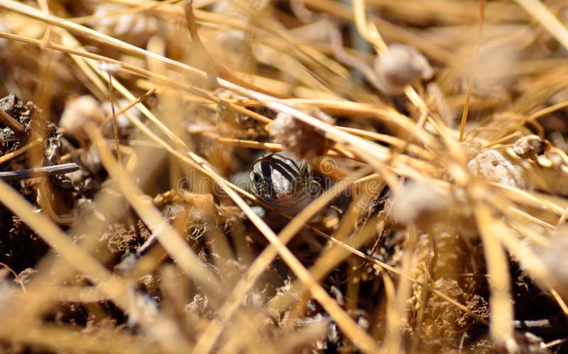 Small lizard stock photo. Image of head, herpetology - 83984858