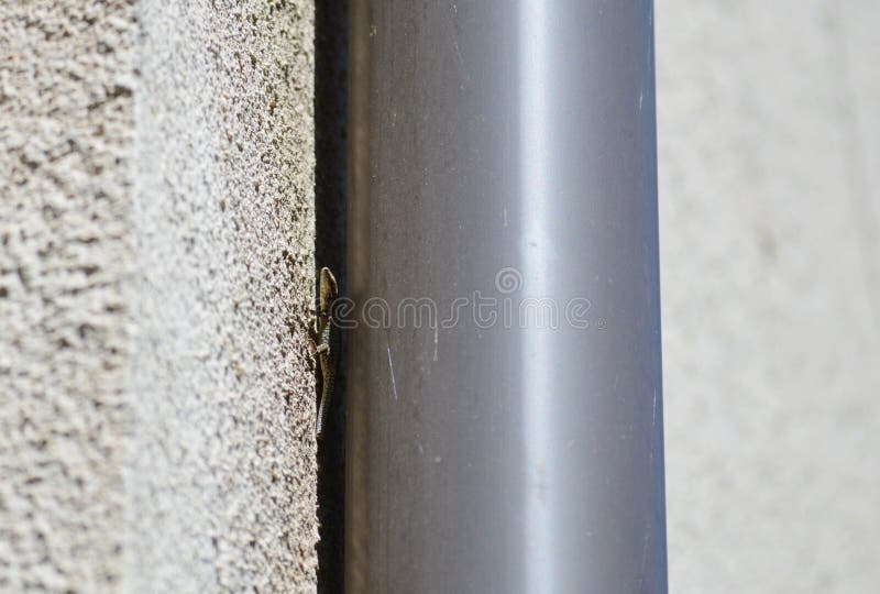 Small Lizard Hidden by the Gutter Stock Photo - Image of metal, details ...
