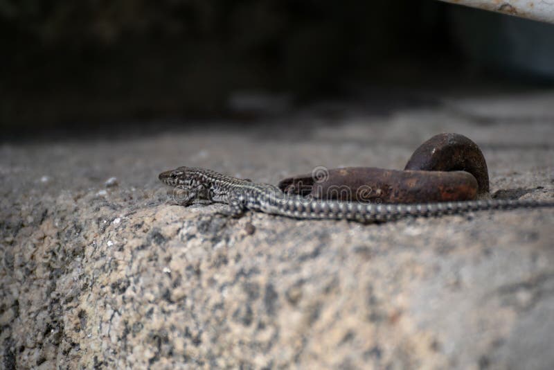 Small Lizard Hidden in the Shadow of a Stone Wall Stock Photo - Image ...