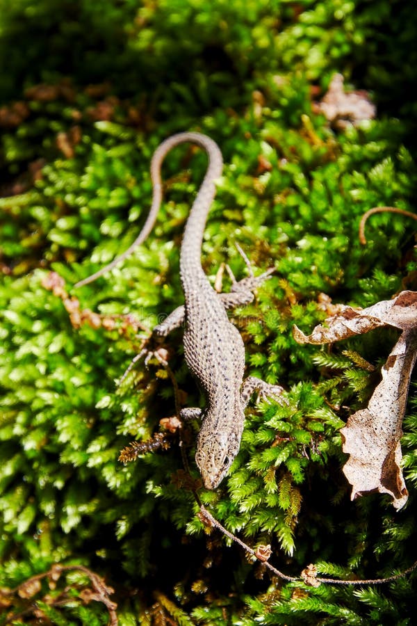 A Small Lizard Hides in a Forest Moss Stock Photo - Image of tail ...