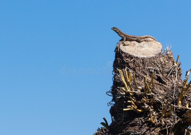 Small Lizard High Up in a Tree with Blue Sky in the Background. Stock ...