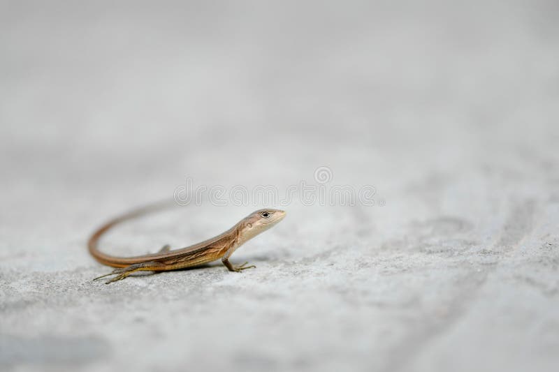 Small Lizard with Horizontal and Vertical Stripes Stock Image - Image ...