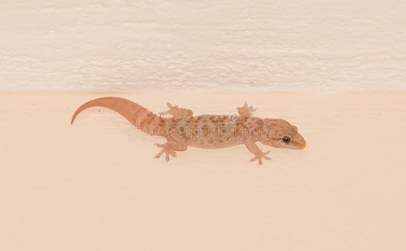 Small Lizard in a House in Greece Stock Image - Image of spotted, molt ...