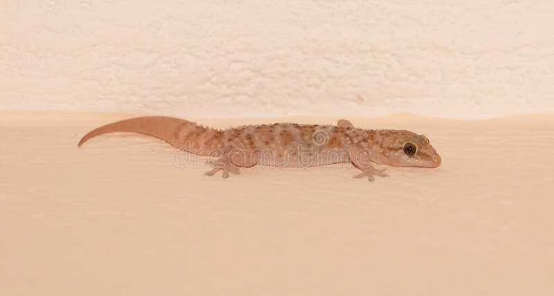 Small Lizard in a House in Greece Stock Image - Image of pink, reptile ...