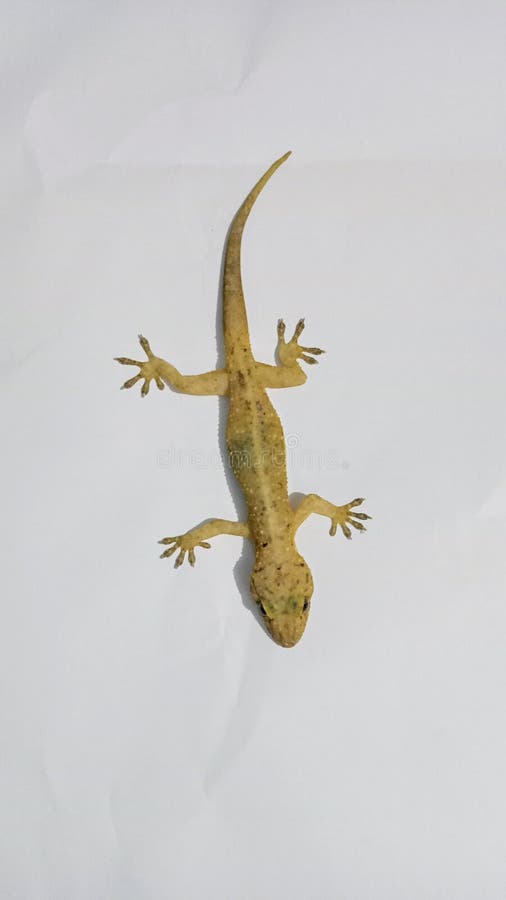 A Lizard or Cicak on a Dirty and Mossy Wall Stock Photo - Image of ...