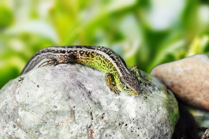 Small Lizard Lacerta Agilis Stock Photo - Image of pattern, nature ...