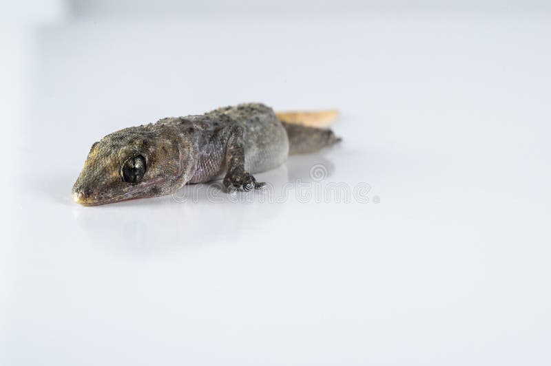 Small Lizard Lays White Surface Stock Photos - Free & Royalty-Free ...