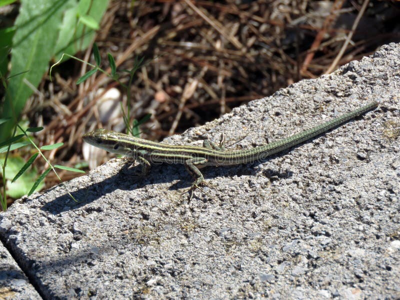 A Small Lizard Looks Around and Has Another Overview Stock Image ...