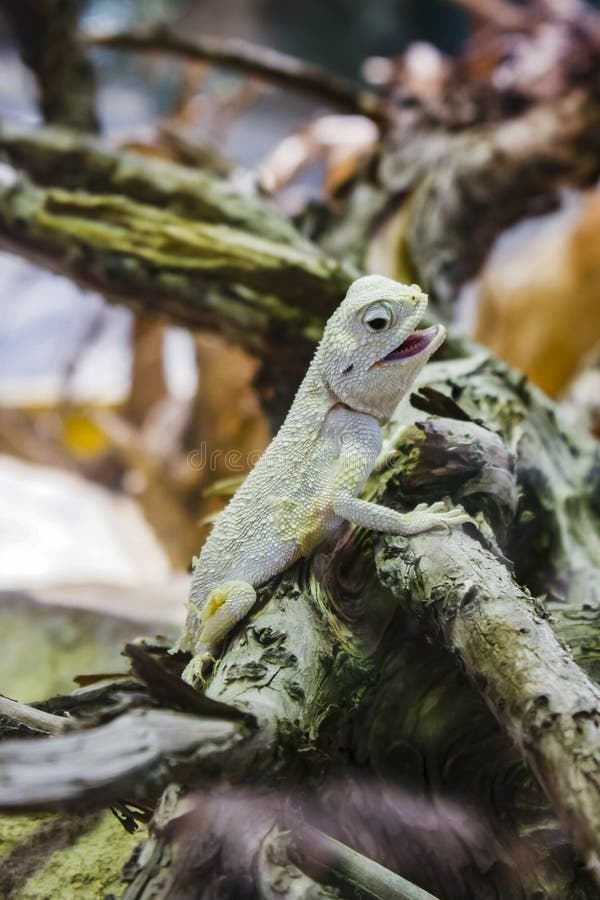 Small Lizard Looks Like a Smile with Teeth Stock Photo - Image of ...