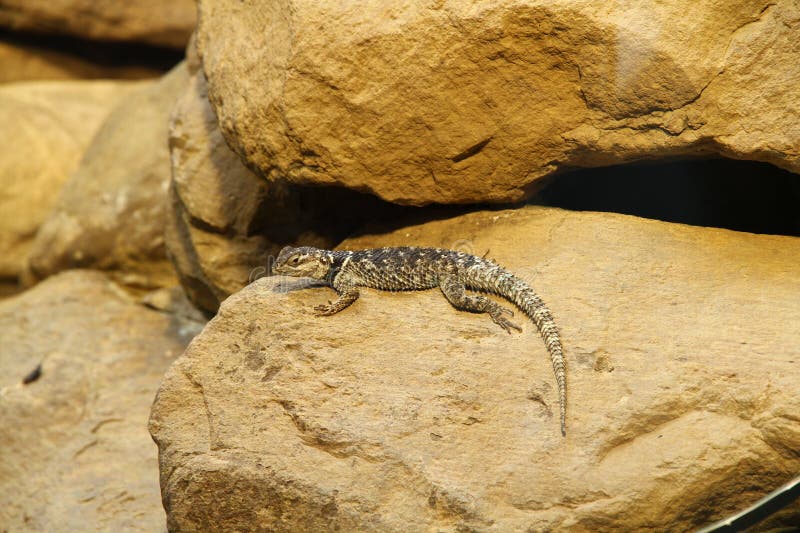A Small Lizard with a Mottled Gray Pattern Rests on a Light-colored ...