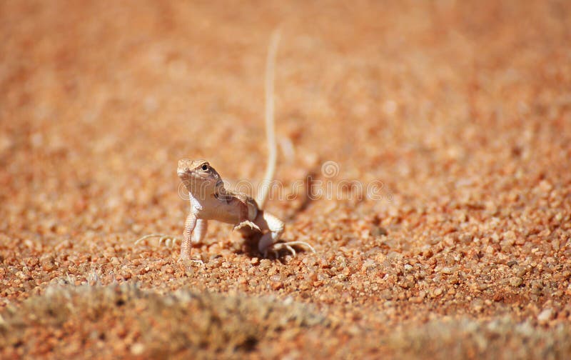 Lizard stock photo. Image of africa, warm, desert, namib - 112656732
