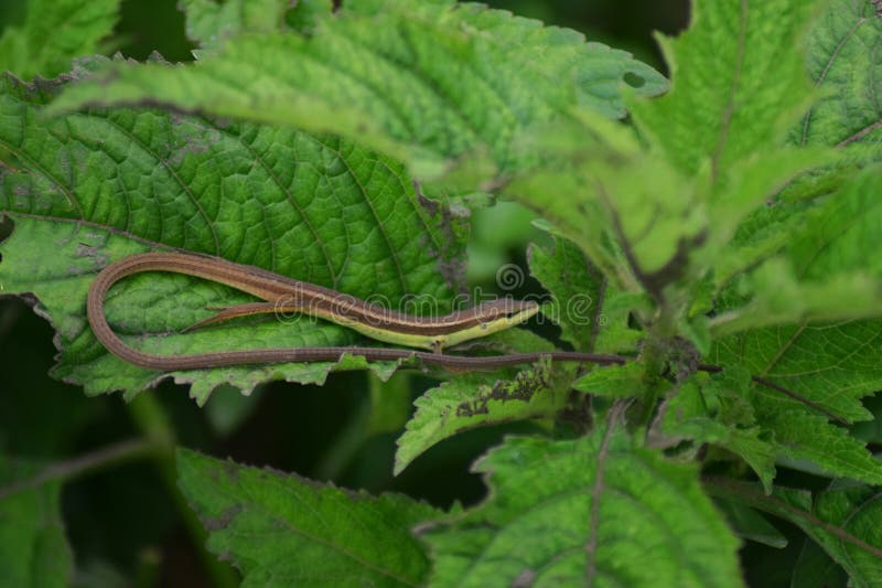 Small Lizard with Horizontal and Vertical Stripes Stock Image - Image ...